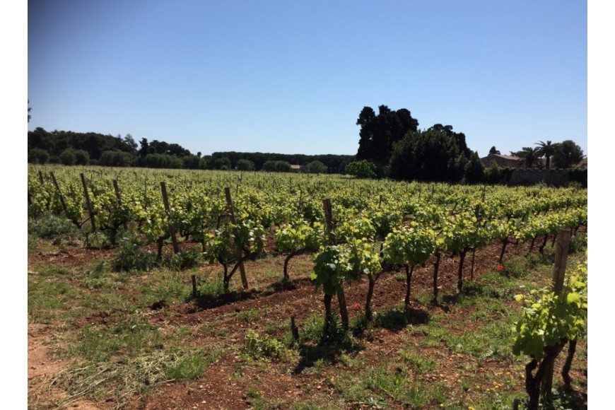 Pourquoi travailler le sol dans un vignoble